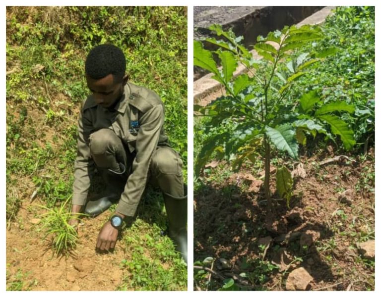 Young Rwandan has planted over 2,400 trees along Kivu Belt Road - MKU ...